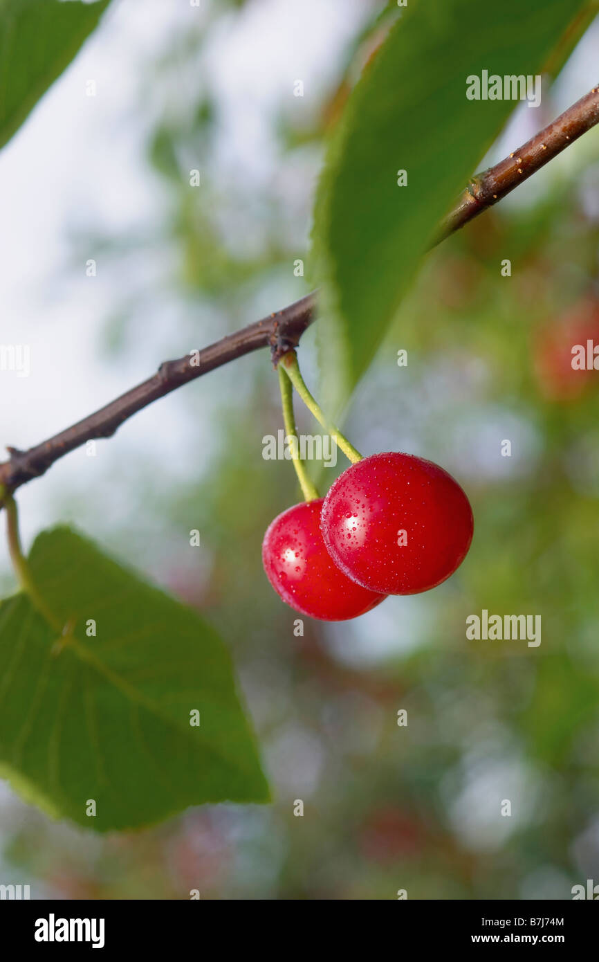 Stem with two red cherries hanging from branch of tree, Ontario Stock ...