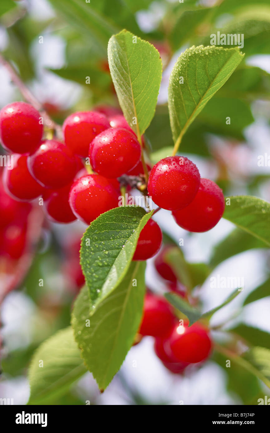 Cluster of red cherries on the tree, Ontario Stock Photo - Alamy
