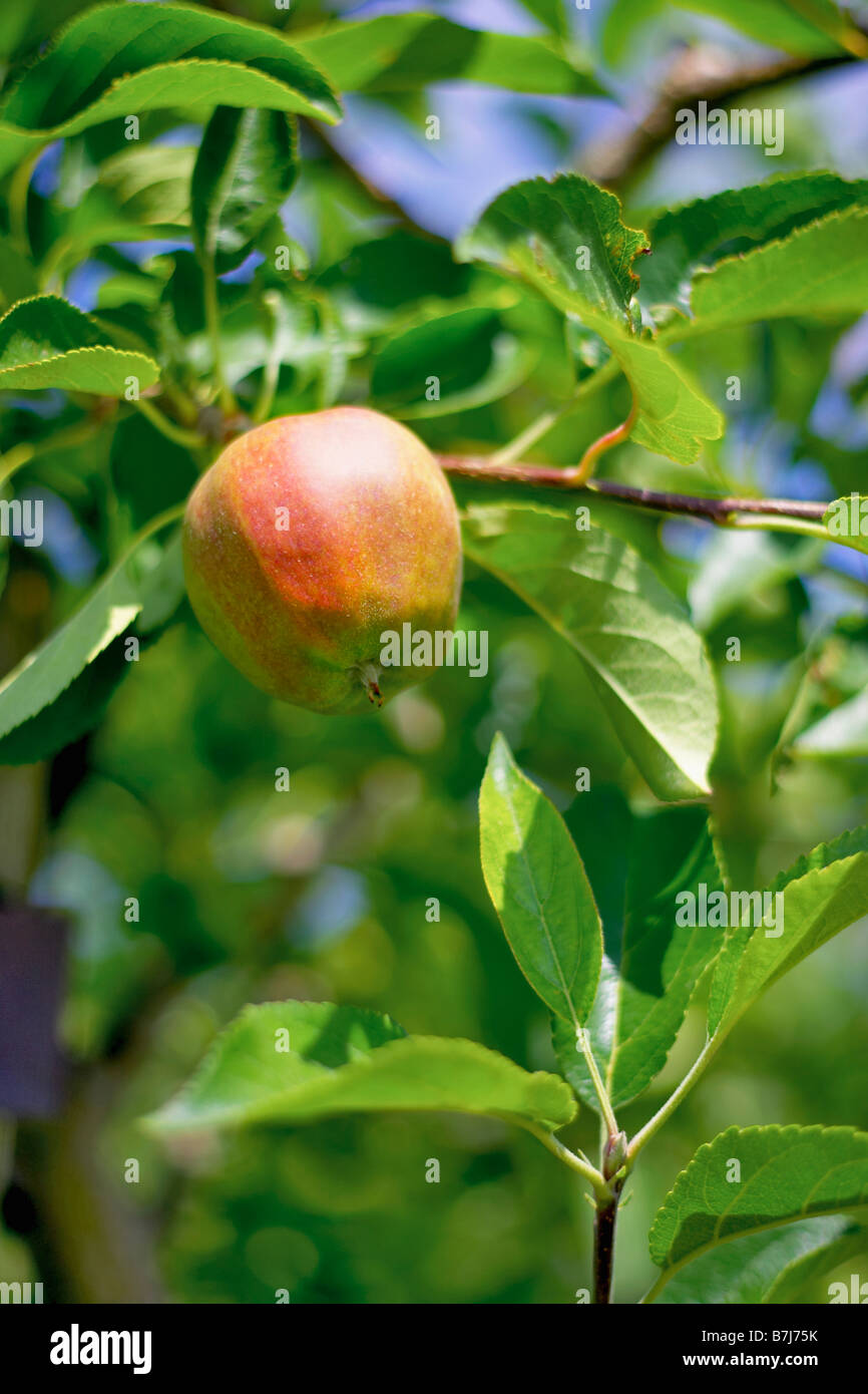 Apple hanging from branch in tree Stock Photo - Alamy
