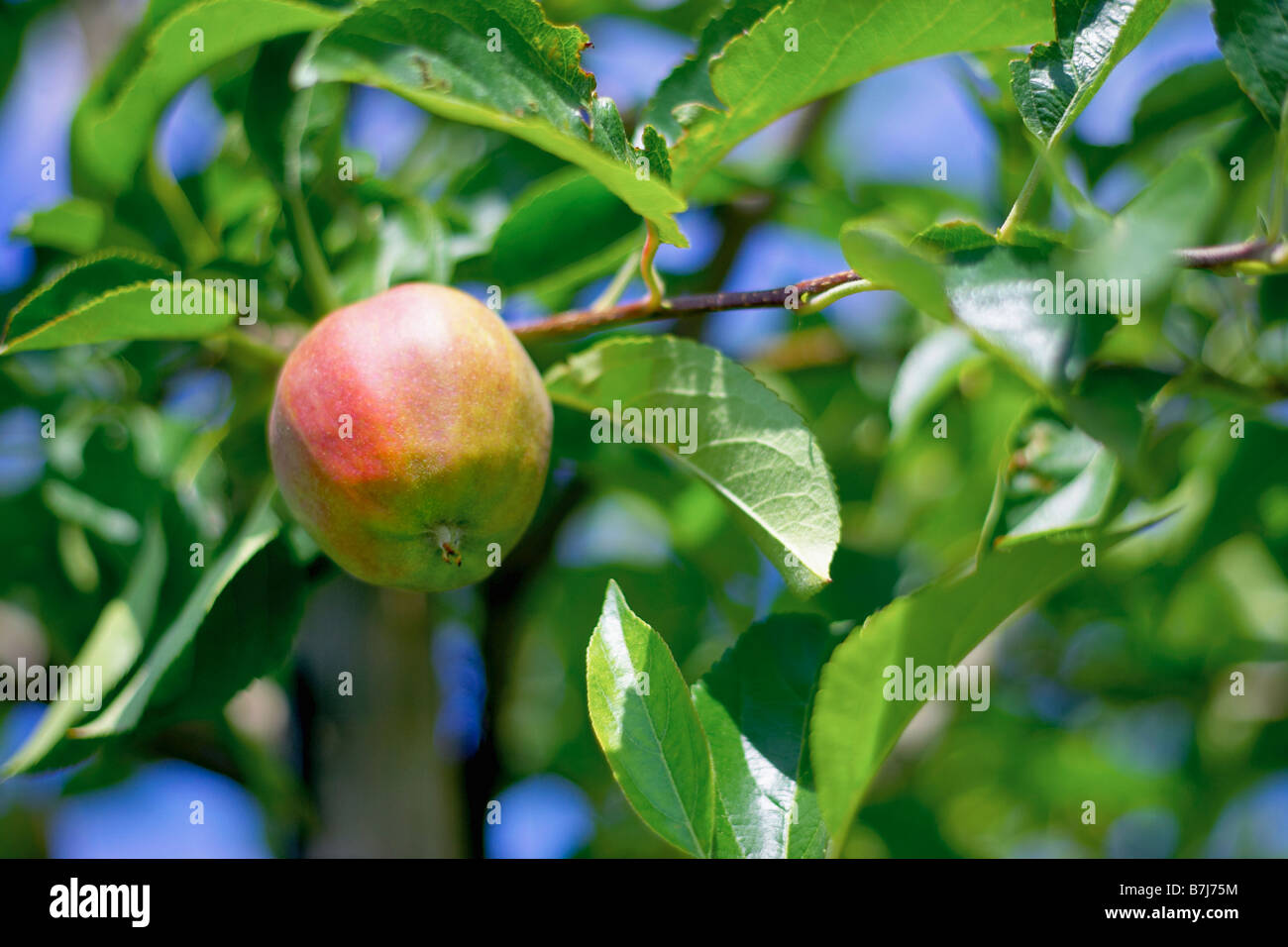 Apple hanging from branch in tree, Ontario Stock Photo - Alamy