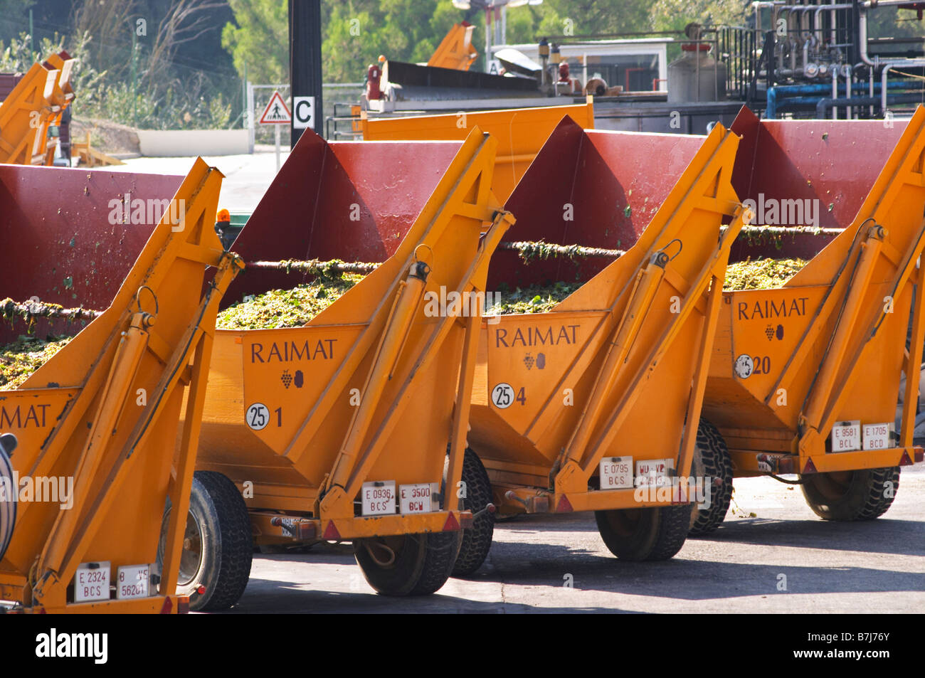 Grape delivery with tractors and containers. Raimat Costers del Segre ...