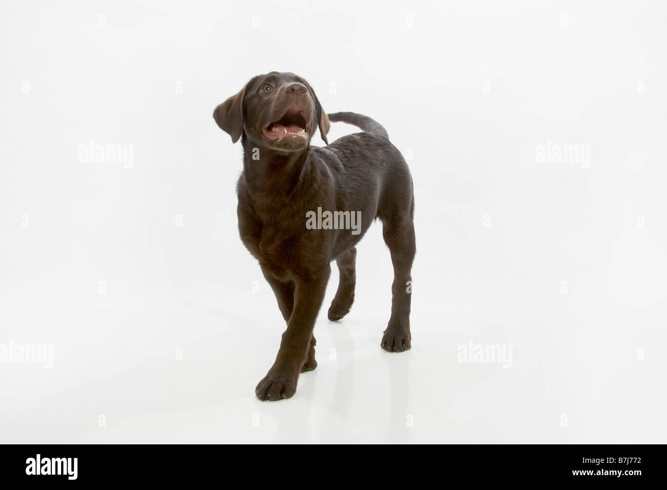 Chocolate Labrador Retriever Walking 340+ Chocolate Lab Walking Stock