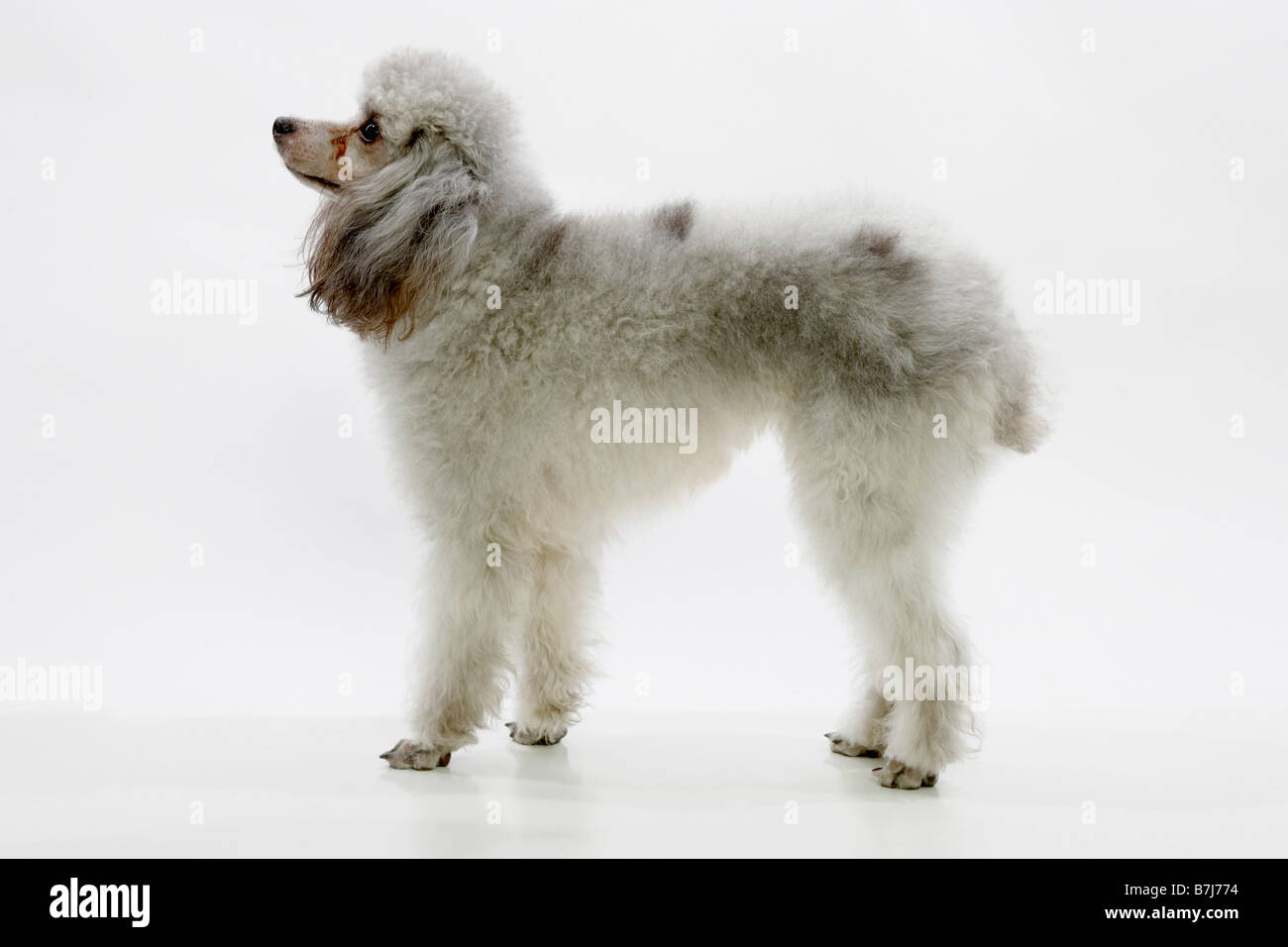 Profile of standard poodle standing Stock Photo - Alamy
