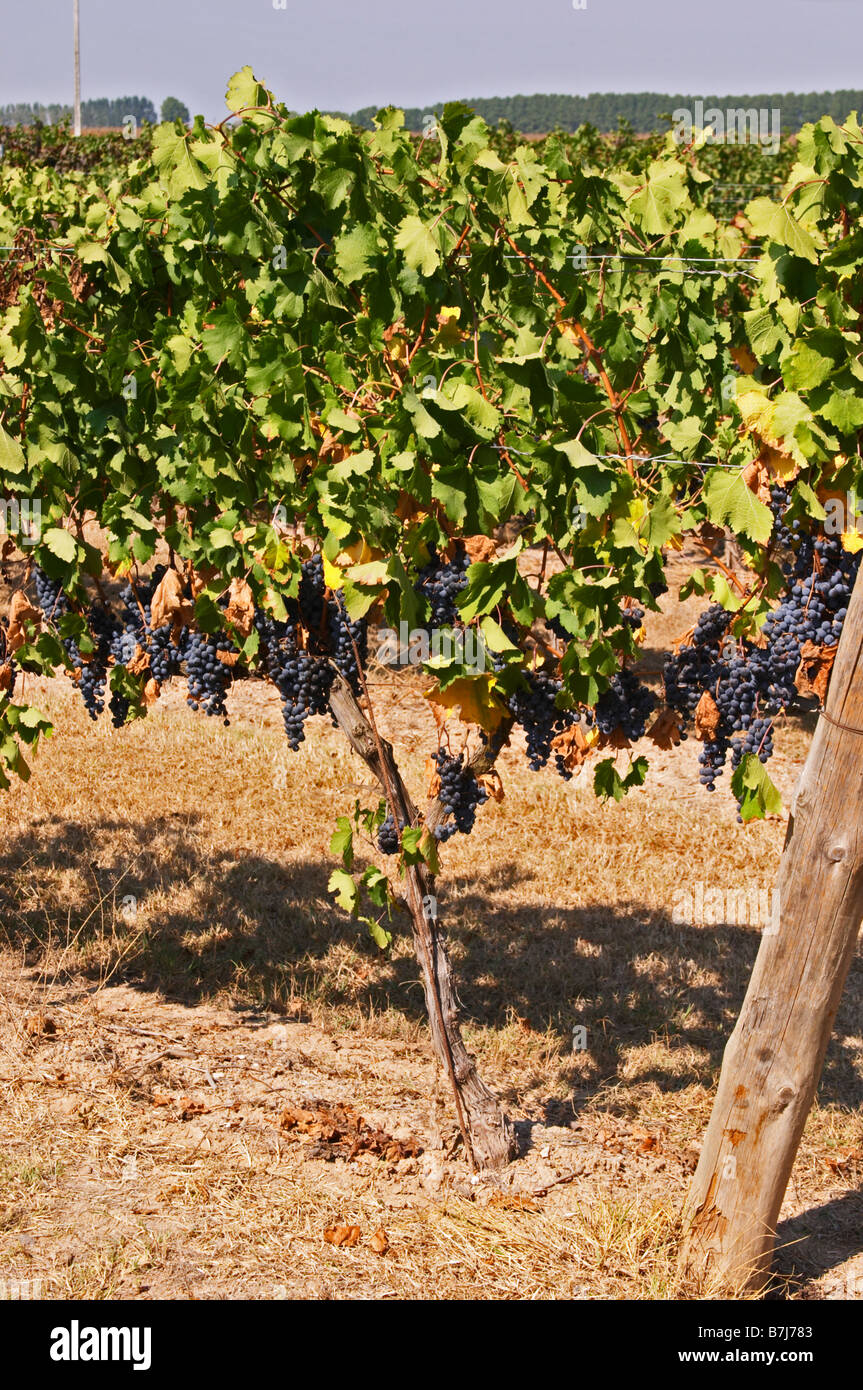 Cordon royat hi-res stock photography and images - Alamy