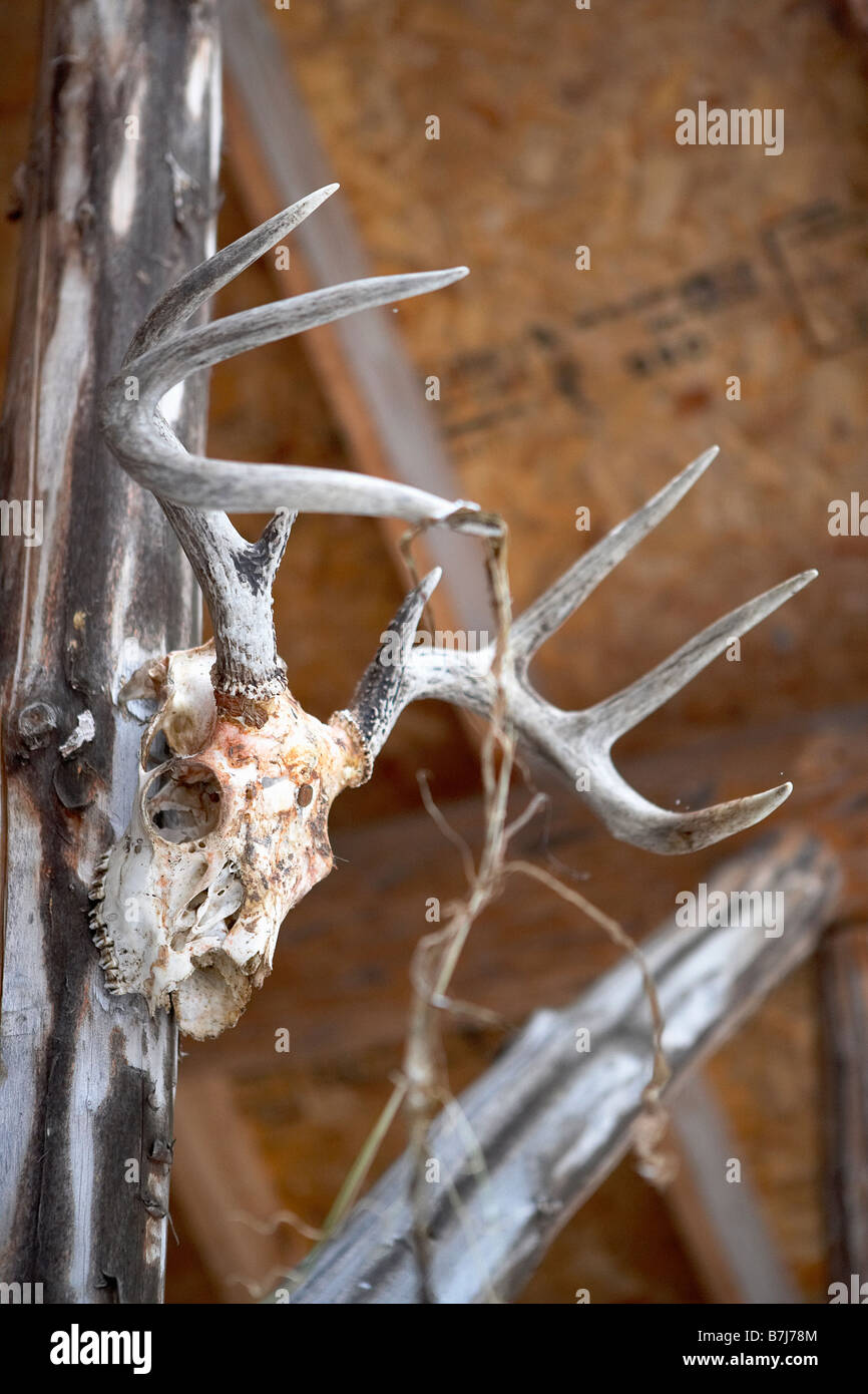 Hunting trophy of antlers hanging on wall of hunting cabin, Alberta ...