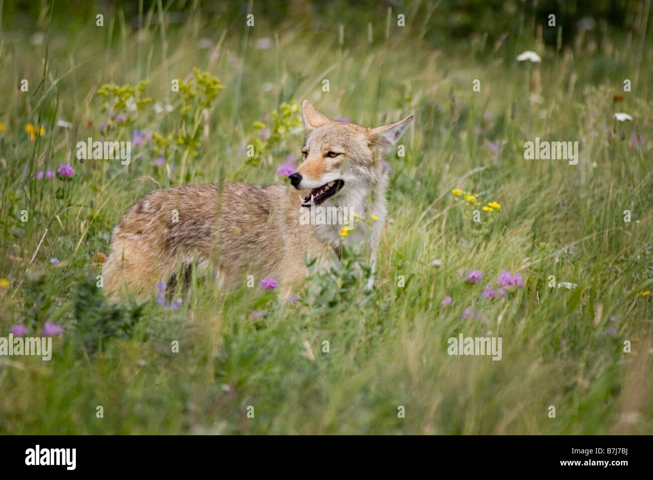 Coyote in field in Rocky Mountain Foothills, Waterton Lakes National ...