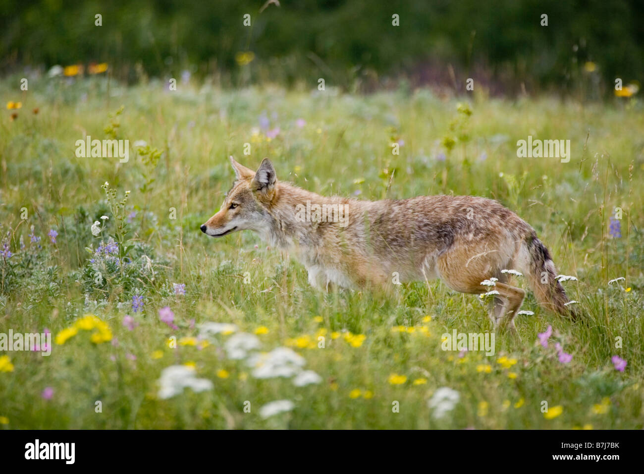 Coyote in field in Rocky Mountain Foothills, Waterton Lakes National ...