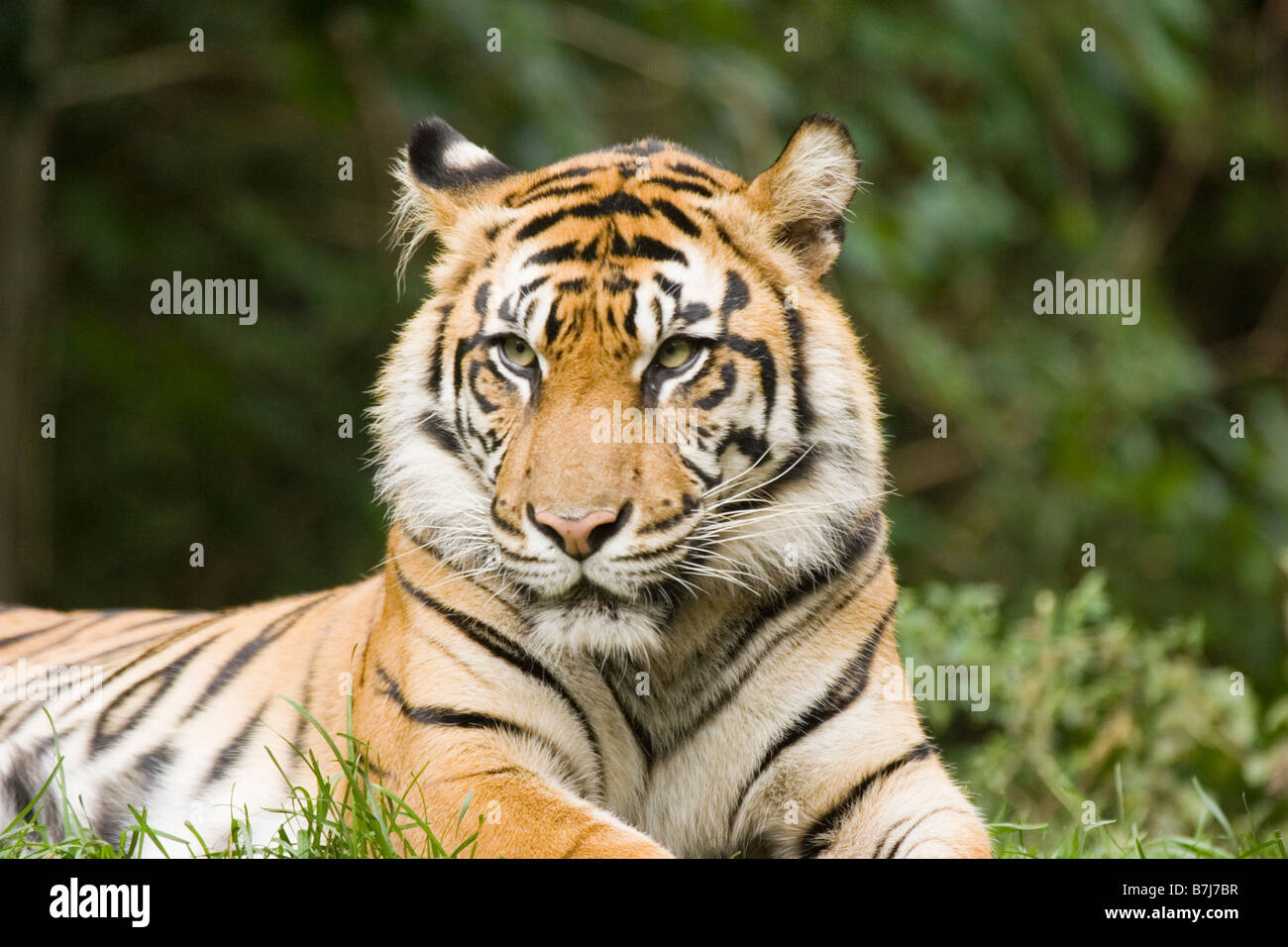 Toronto zoo hi-res stock photography and images - Alamy