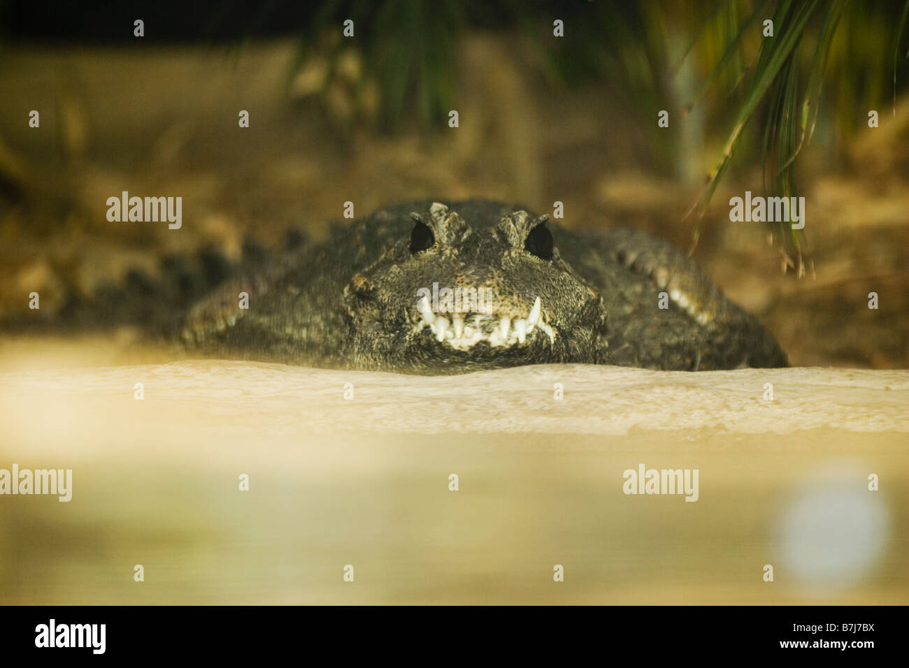 Snout reptile reptiles conservation hi-res stock photography and images ...