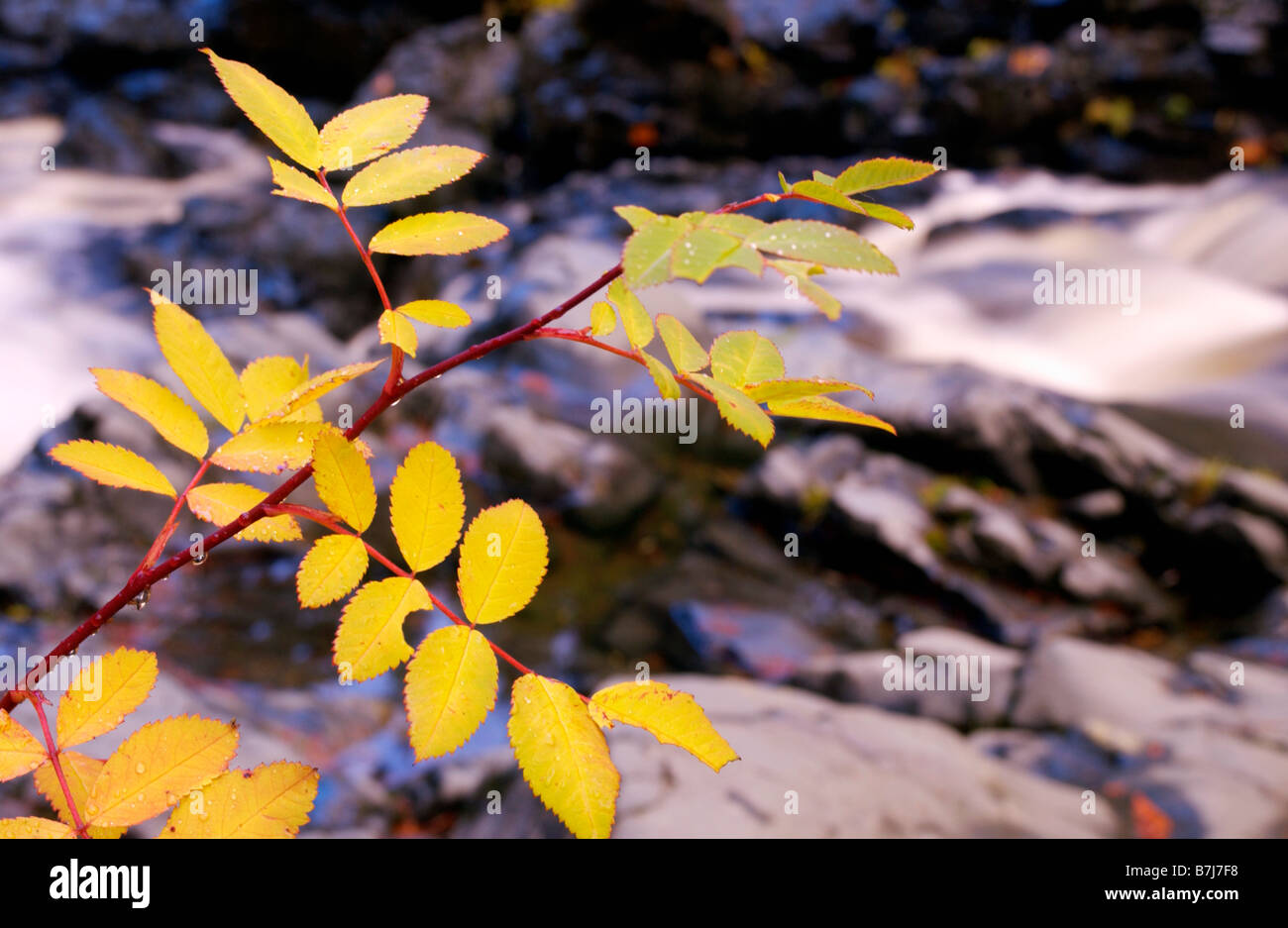 Western mountain ash hi-res stock photography and images - Alamy