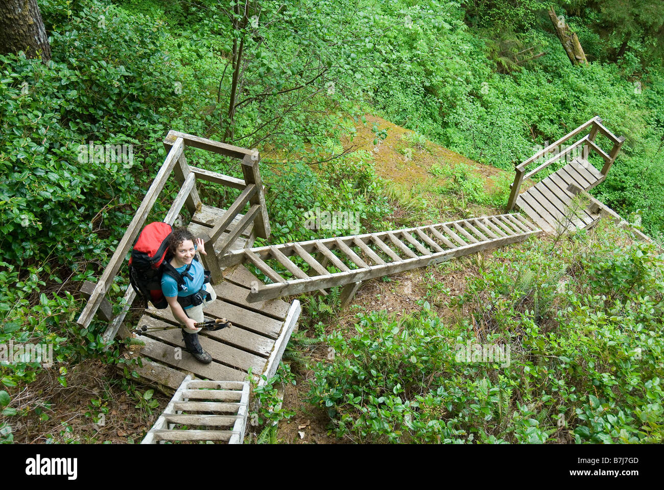 Woman (20-25) climbing wooden ladders, old-growth coastal forest, West ...