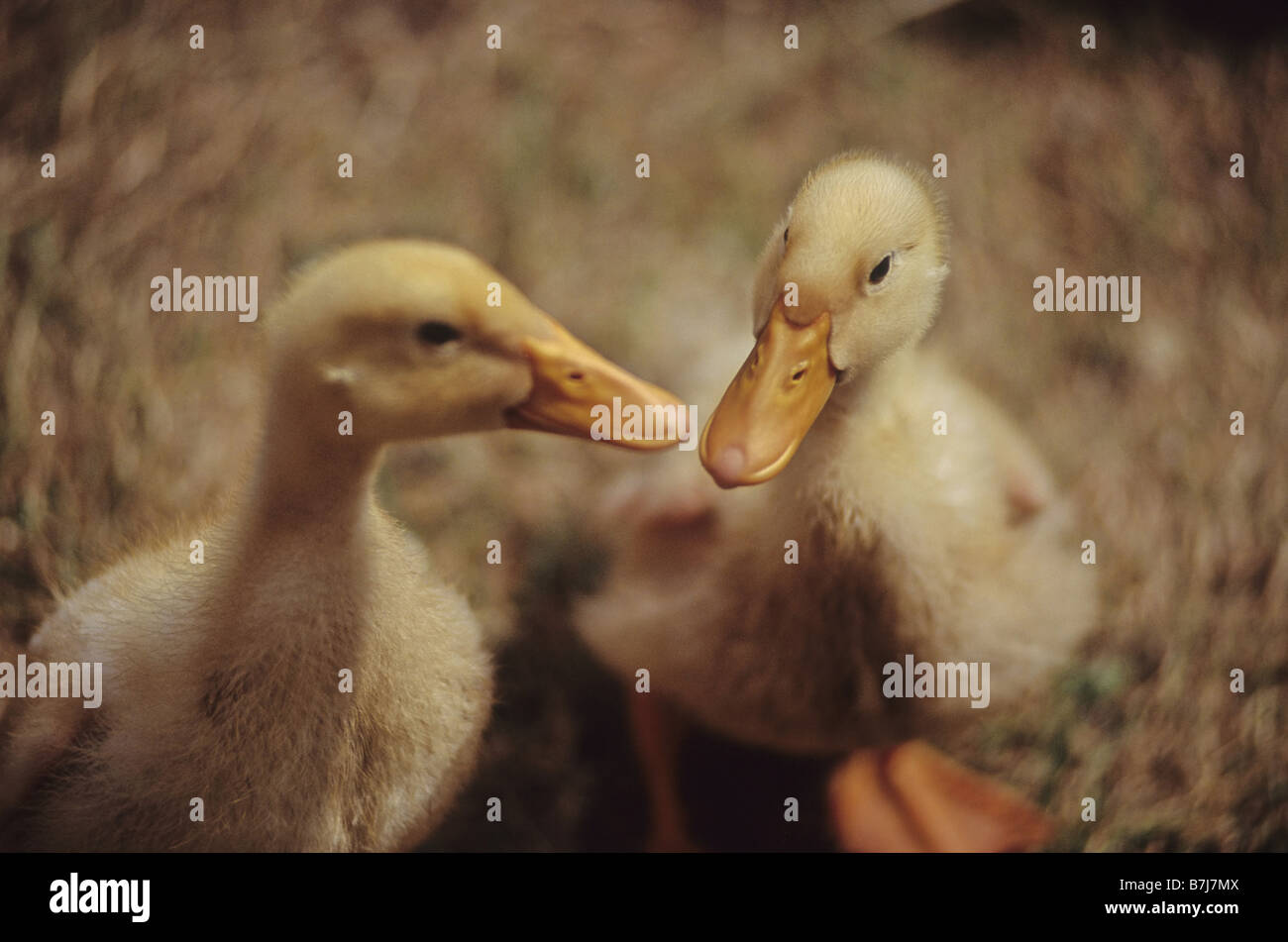 Images of ducks and ducklings hi-res stock photography and images - Alamy