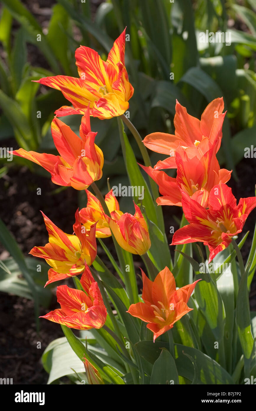 Tulipa Ballerina Tulip flowers Stock Photo - Alamy
