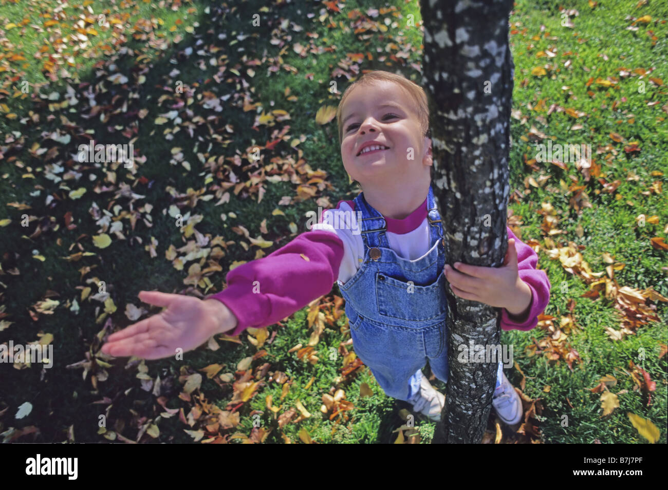 Girl, 4, catches leaves as they fall from tree, trunk visible, Whistler ...