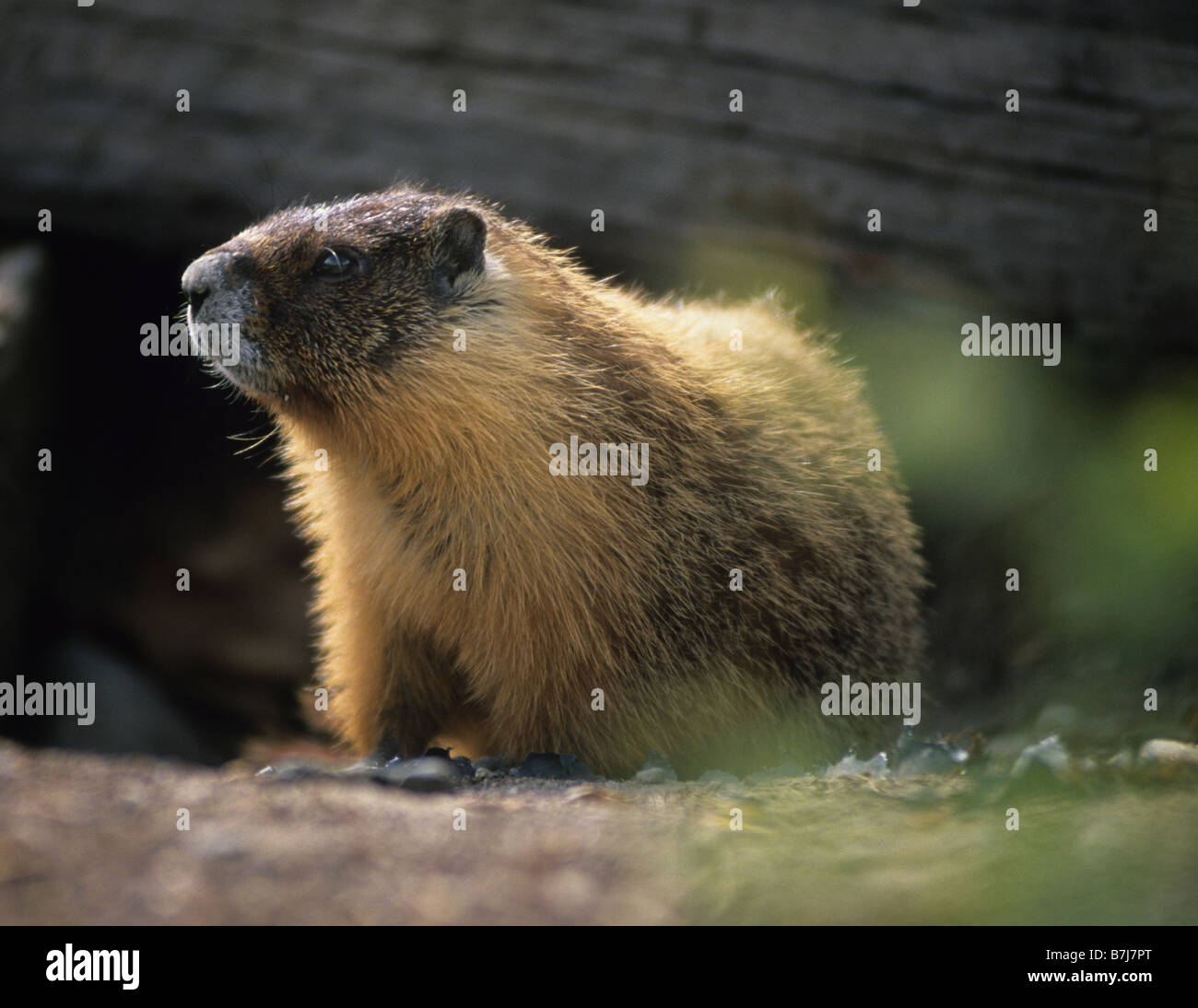 Golden Marmot in forest, Kelowna, BC Stock Photo - Alamy