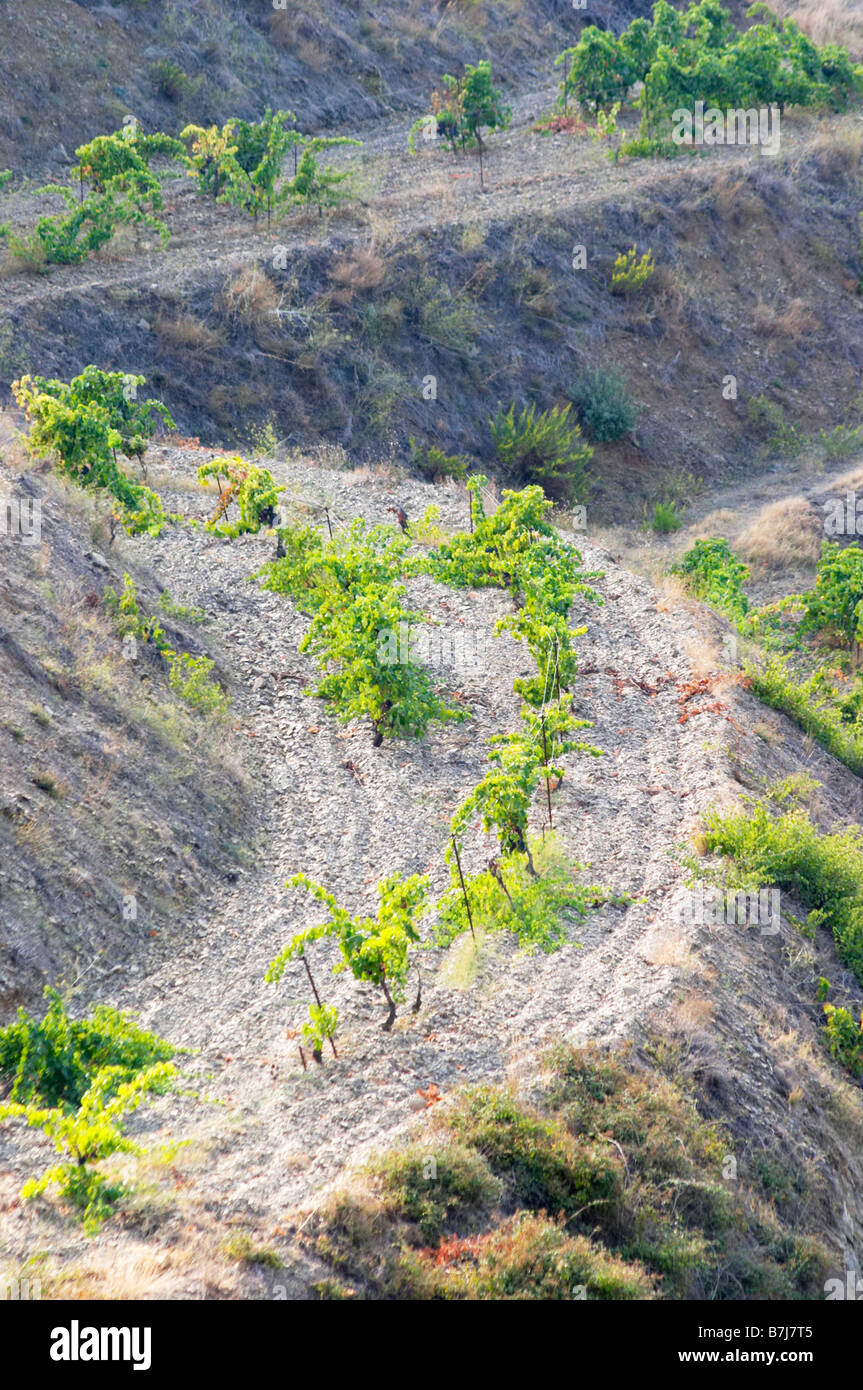Llicorella soil. Terraced vineyard. Priorato, Catalonia, Spain Stock ...