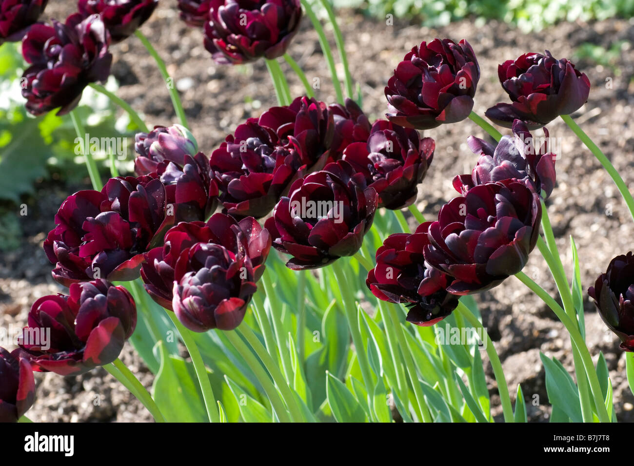 Tulipa black hero hi-res stock photography and images - Alamy
