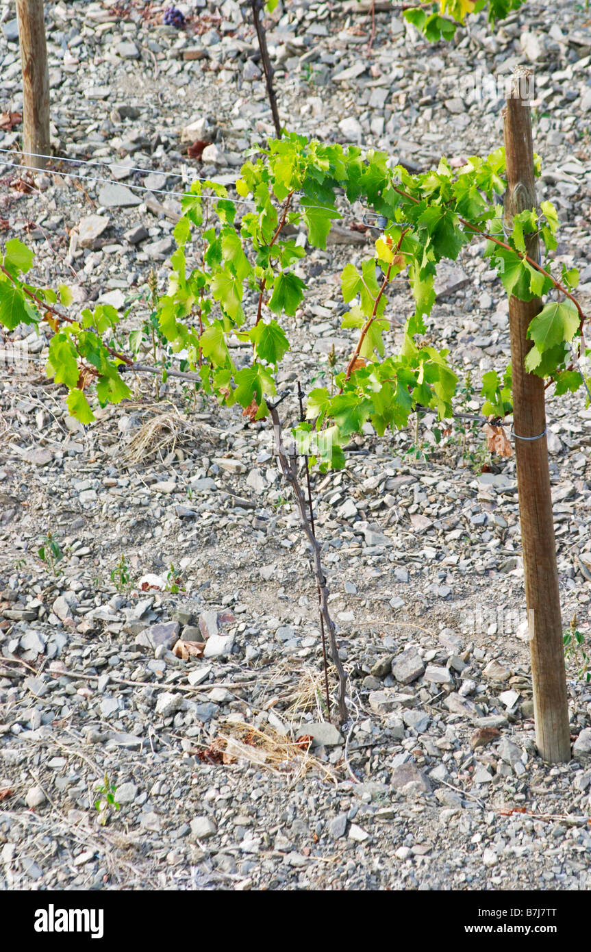 Soil detail. Llicorella soil. Young vine. Priorato, Catalonia, Spain ...