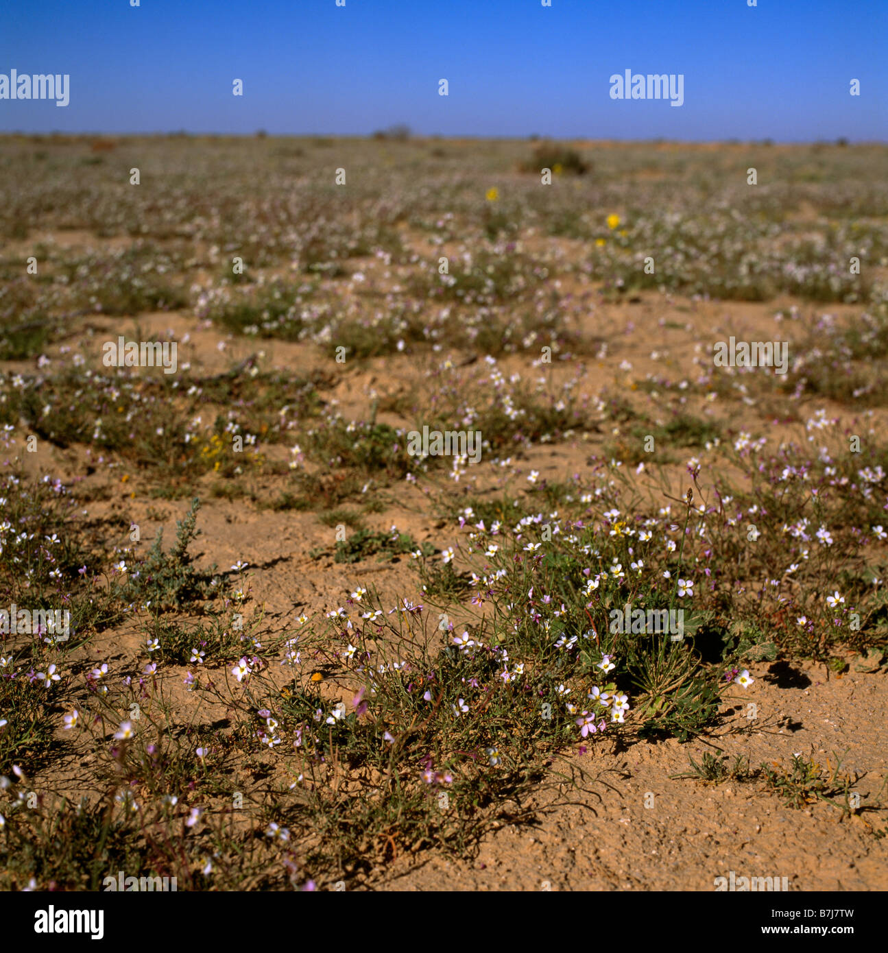 Sahara Flowers Stock Photos & Sahara Flowers Stock Images - Alamy