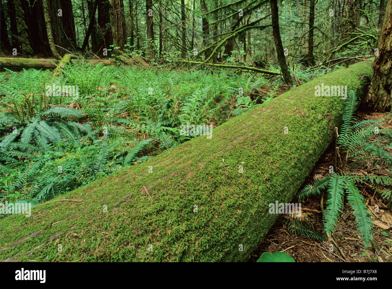 Mossy log and Boston ferns in West Coast rainforest, Vancouver Island ...