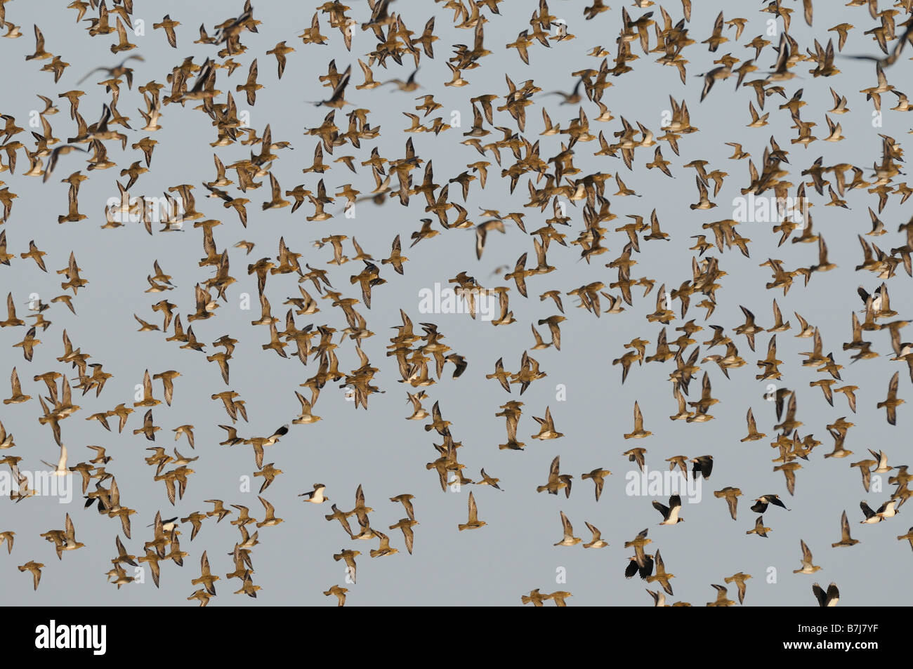 Golden Plover pluvialis apricaria flock in flight Norfolk Uk January ...