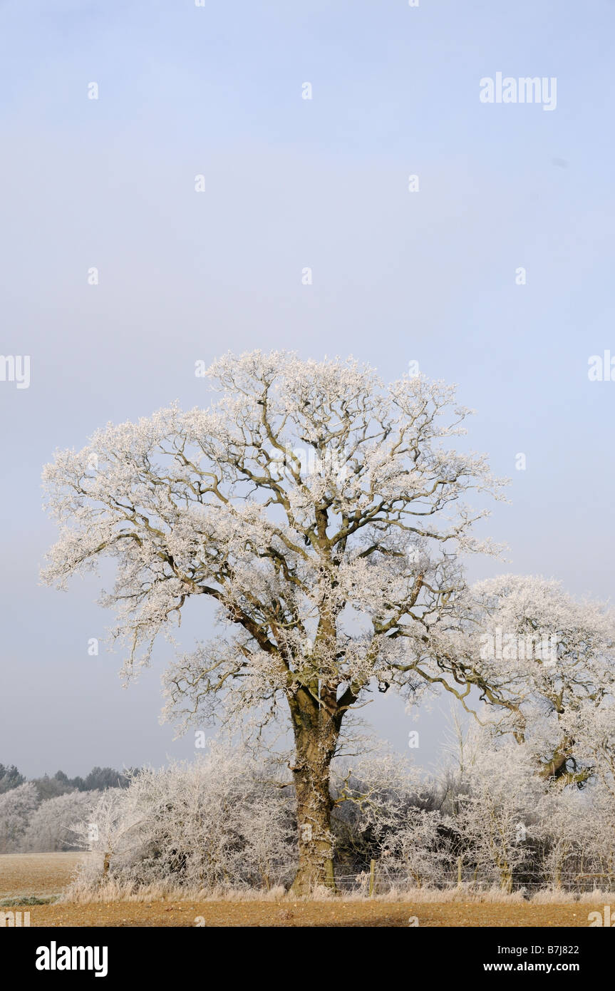 Frosty trees in winter hi-res stock photography and images - Alamy