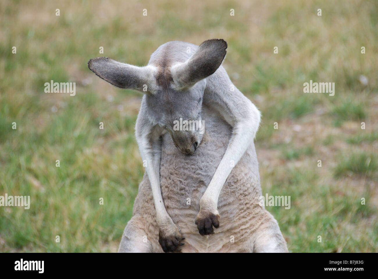 Detail of the face and upper half of the body of a western grey ...