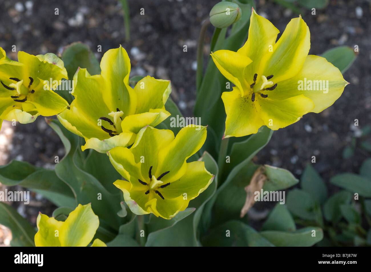 Dancing tulip flower hi-res stock photography and images - Alamy