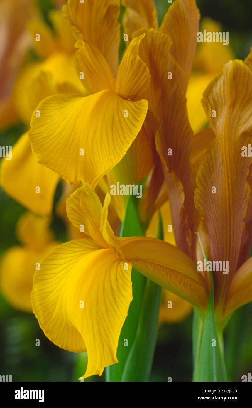 Iris 'Rusty Beauty' (Dutch iris) Close up of standards and falls Stock ...