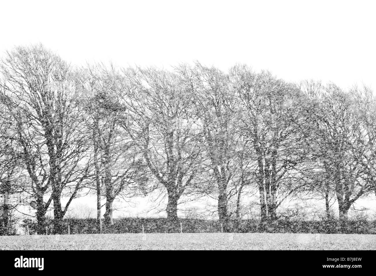 Trees bending in a fierce winter snow blizzard in Dorset, England Stock ...