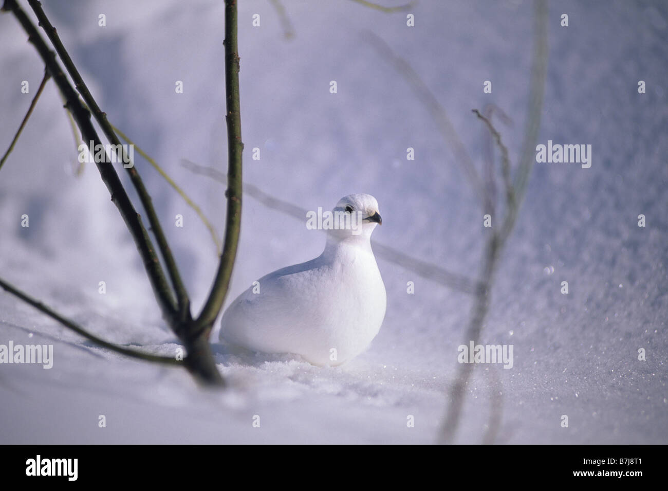 Ptarmigans in their environment hi-res stock photography and images - Alamy