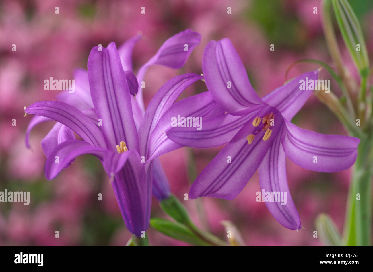 Tataricum hi-res stock photography and images - Alamy