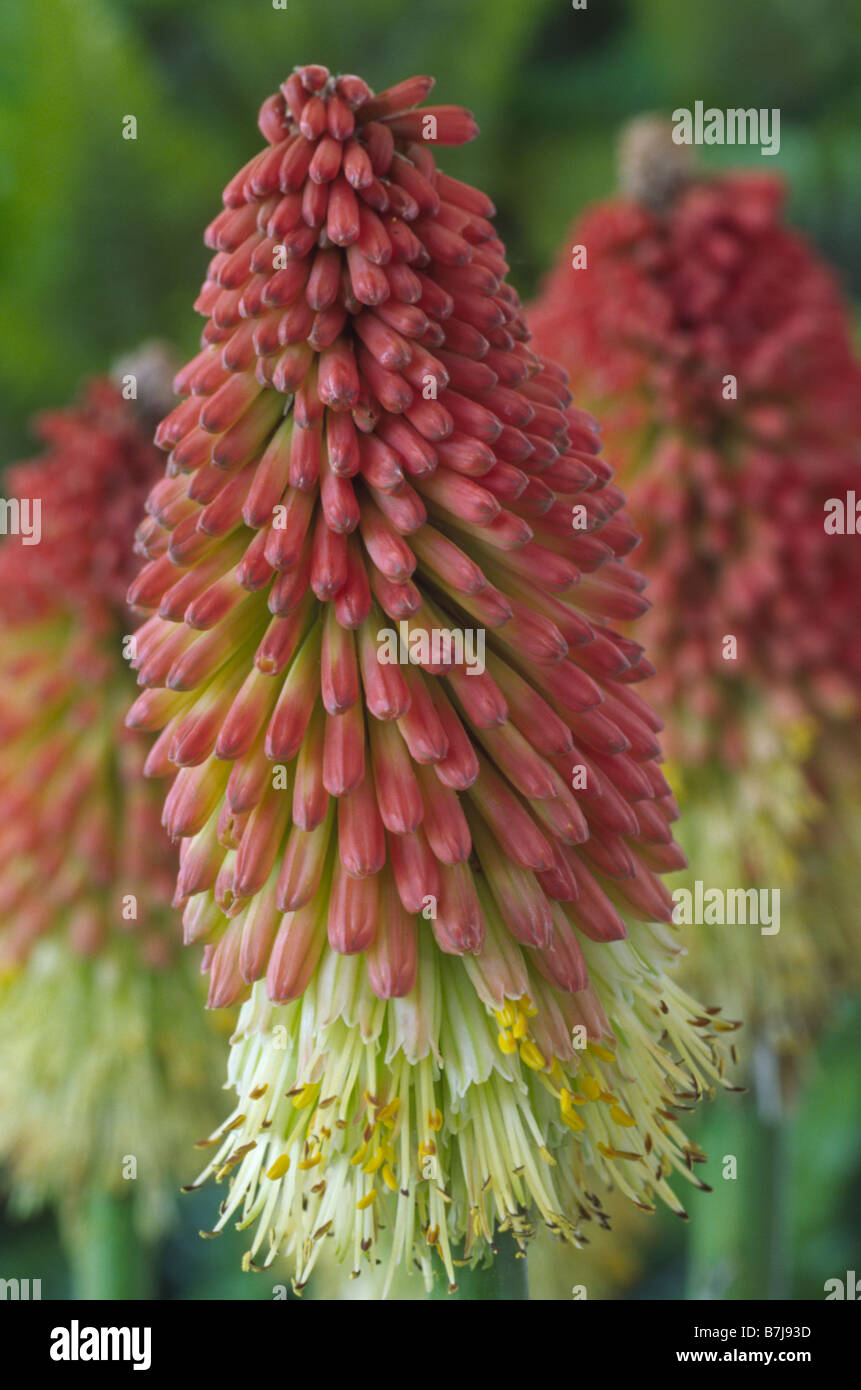 Kniphofia uvaria (Red hot poker, Torch lily Stock Photo - Alamy