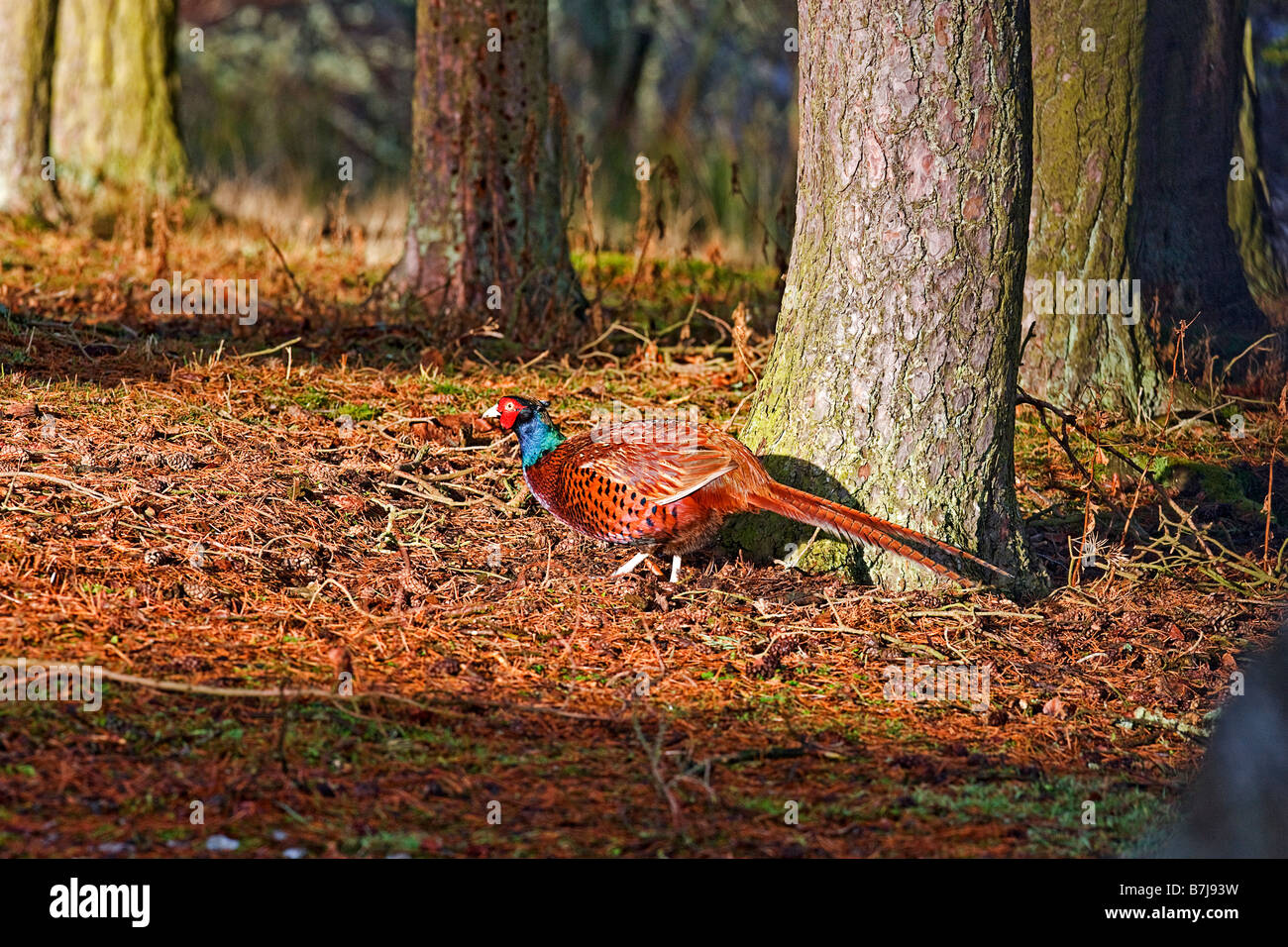 Longformacus house hi-res stock photography and images - Alamy