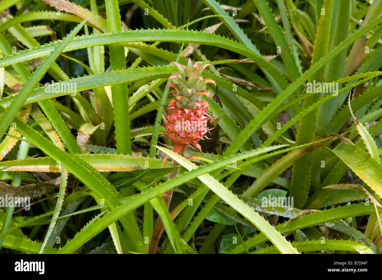 Dwarf Pinapple Plant Ananas nanus Stock Photo - Alamy
