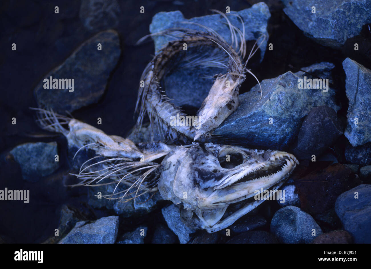Salmon carcasses river hi-res stock photography and images - Alamy