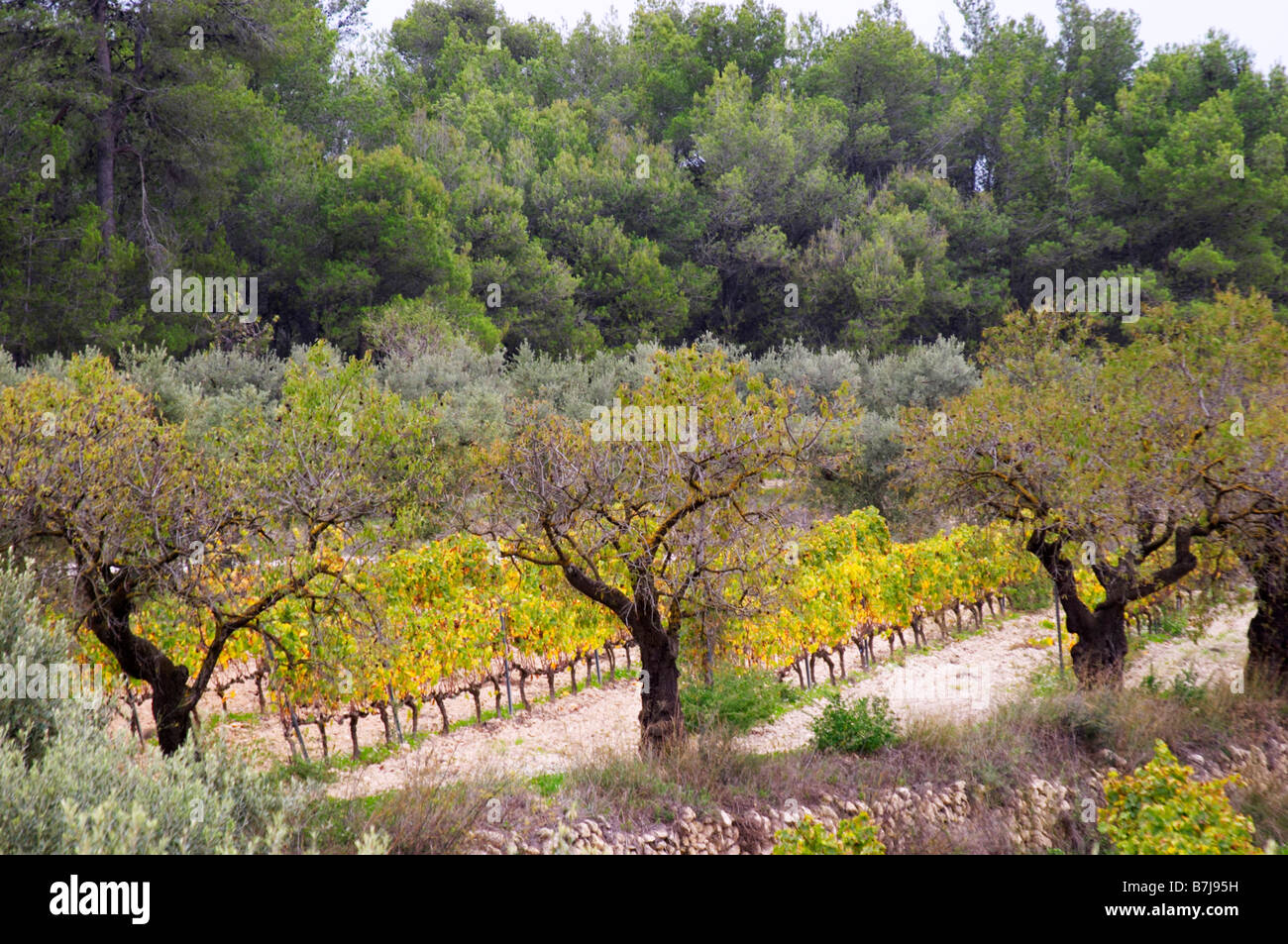 Can Rafols Dels Caus High Resolution Stock Photography and Images - Alamy