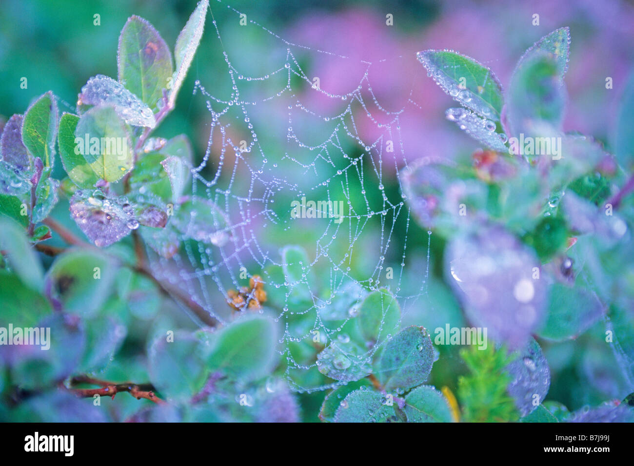 Early morning dew wets spider web on wild blueberry bush, Whistler, BC ...