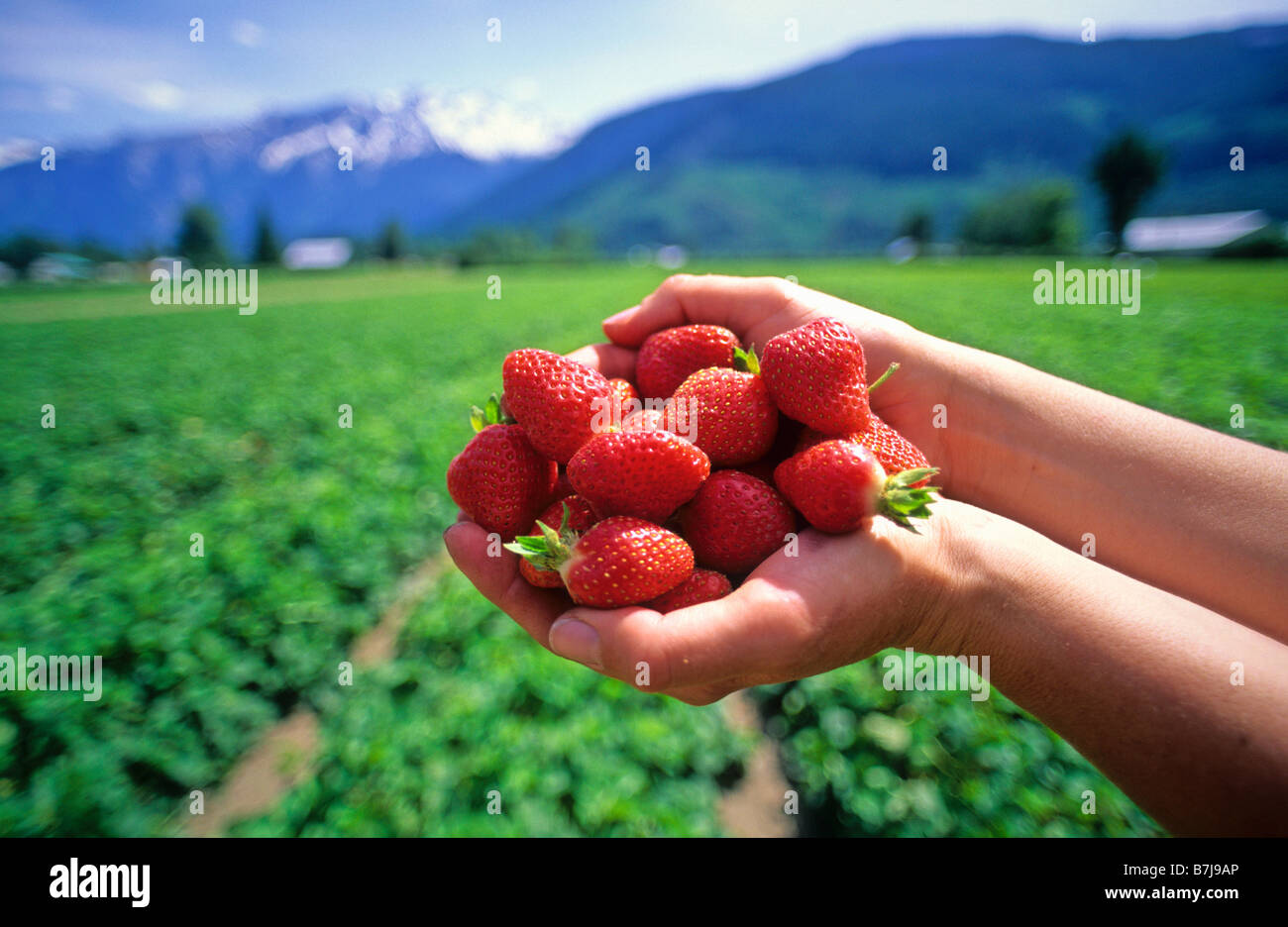 Strawberries in hand, field of berries behind, Pemberton, BC Stock ...