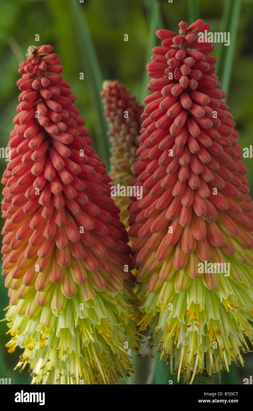 Kniphofias close up hi-res stock photography and images - Alamy
