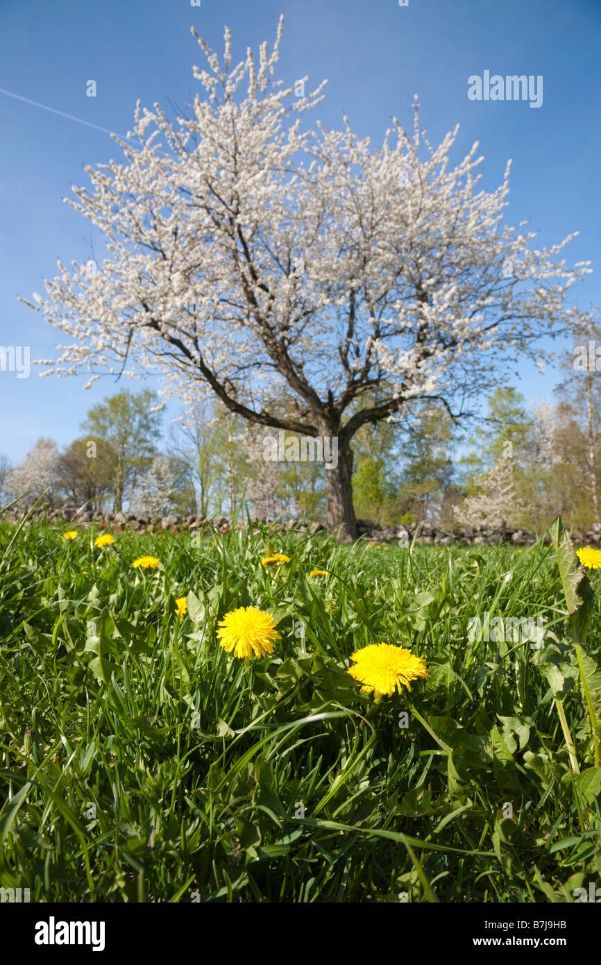 Blomming tree hi-res stock photography and images - Alamy