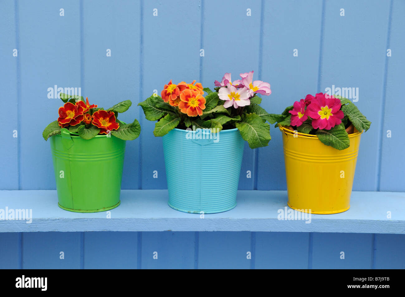 Rustic springtime garden scene with Primroses in colourful buckets on ...