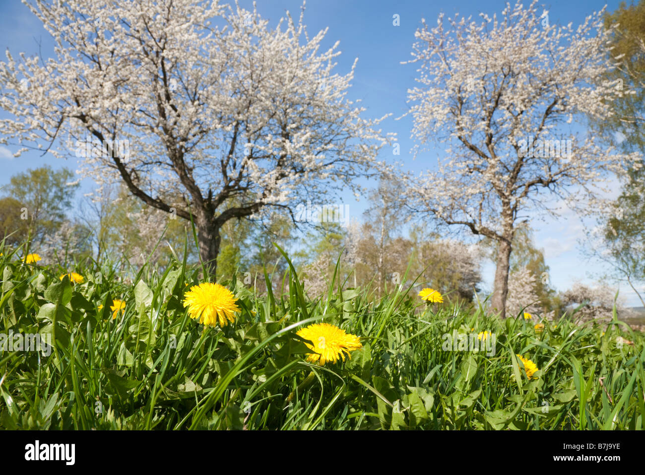 Blomming tree hi-res stock photography and images - Alamy