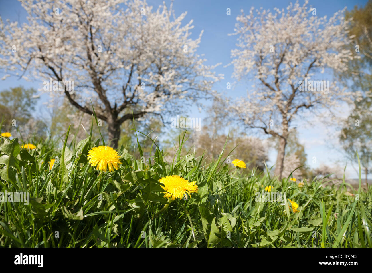 Blomming tree hi-res stock photography and images - Alamy
