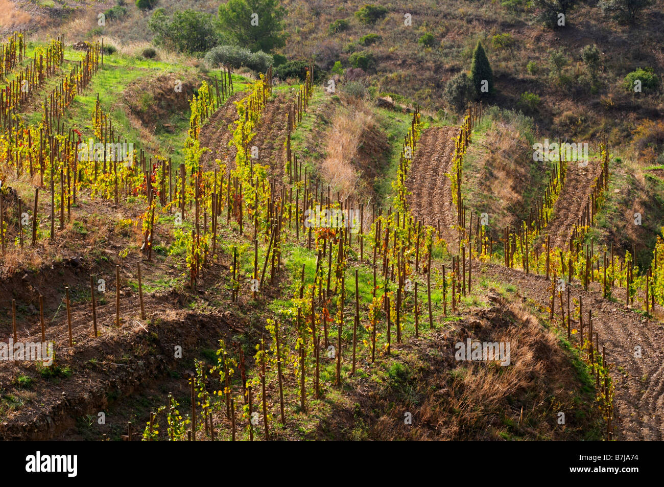 Vines pruned on stakes, echalat. Terraced vineyard. Mas Igneus ...