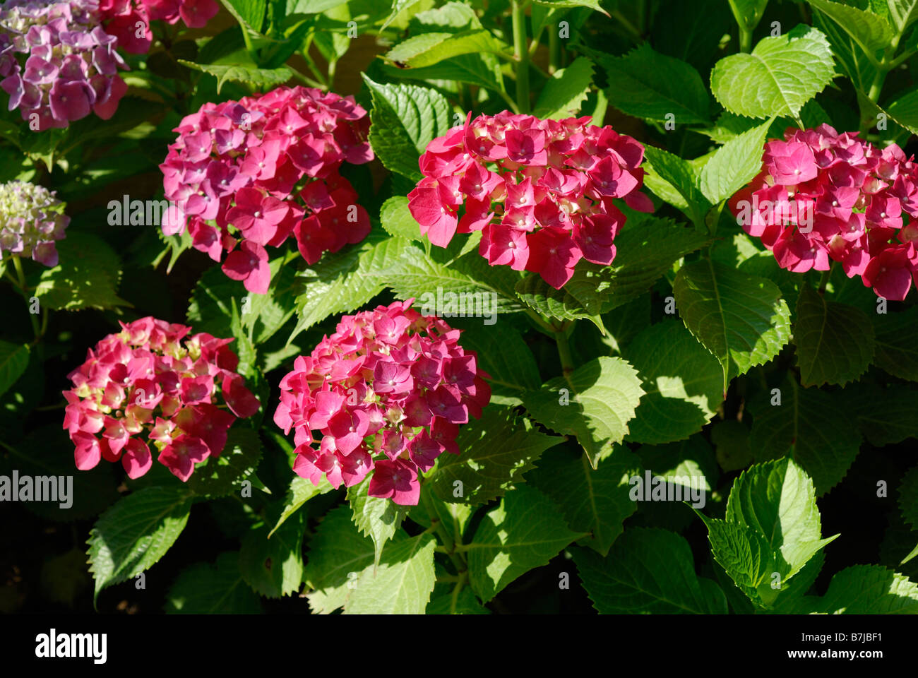 Wonderful shrub of Hydrangea macrophylla ornamental plant Stock Photo ...