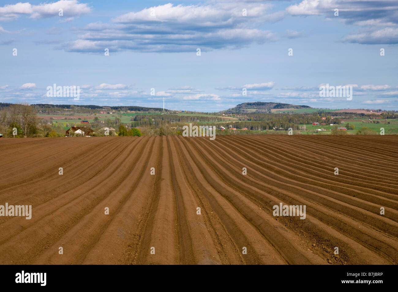 Potato field in a spring landscape Stock Photo - Alamy