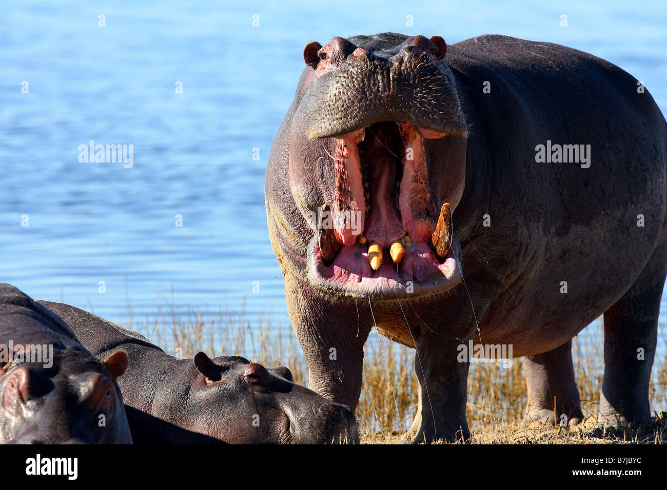 Male hippopotamus protecting a female and her calf with an opened ...