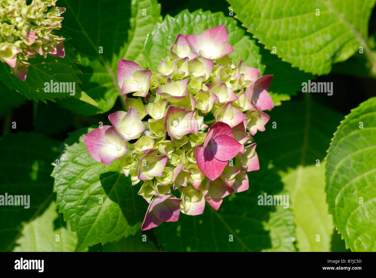 Hortensia hydrangea macrophylla hi-res stock photography and images - Alamy