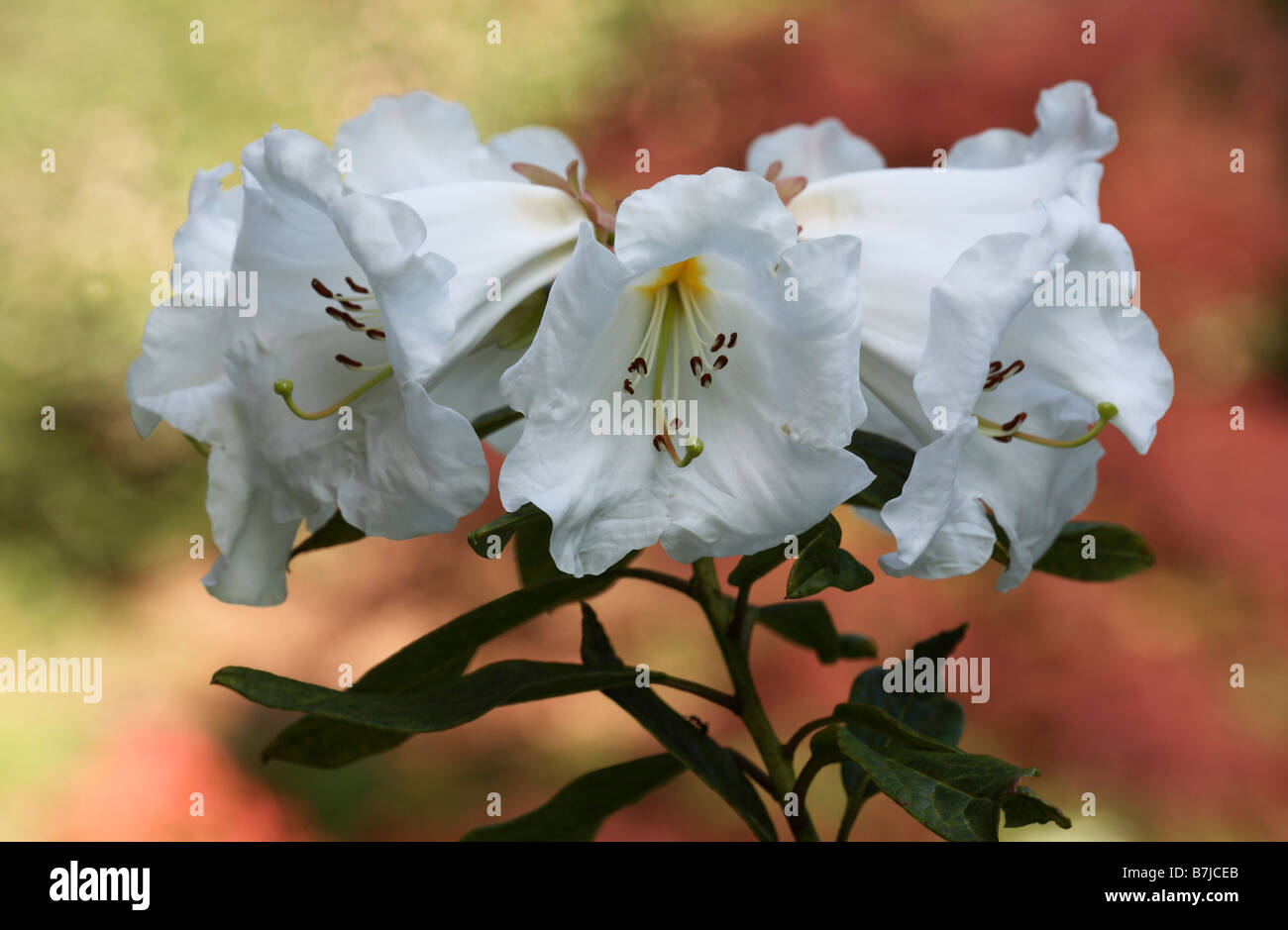 rhodadendron lindleyi L & S flower head in spring Stock Photo - Alamy